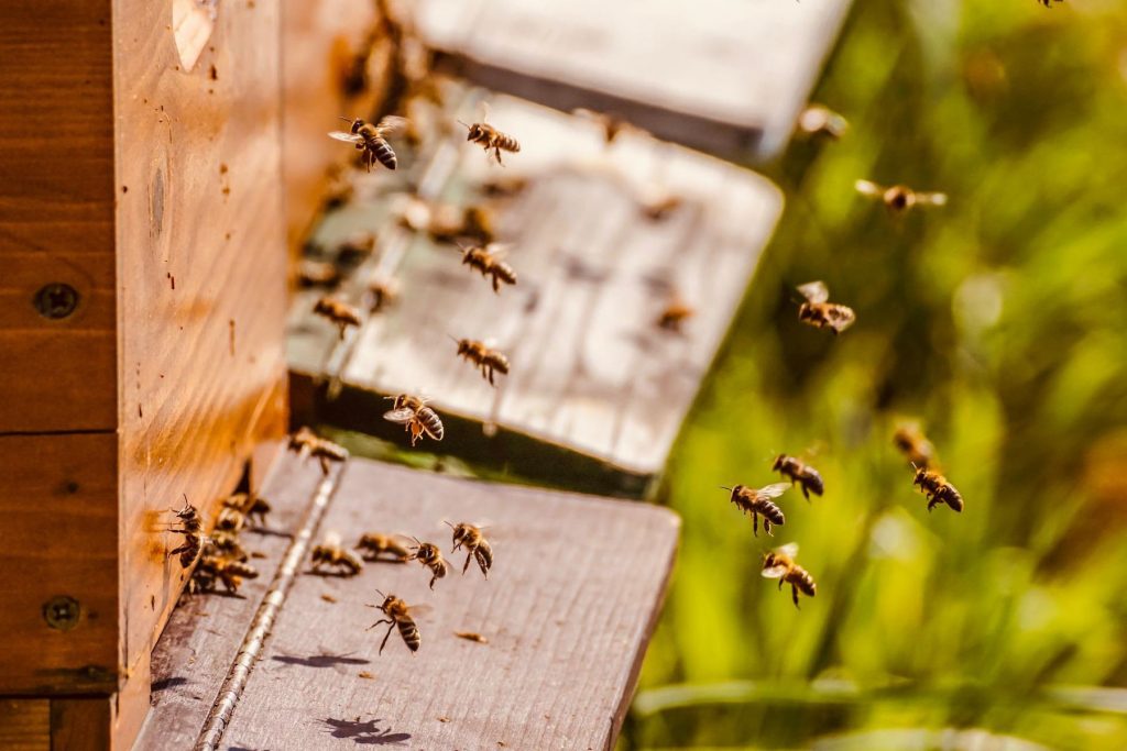 What You Can Learn from the Beehive Entrance - Backyard Beekeeping